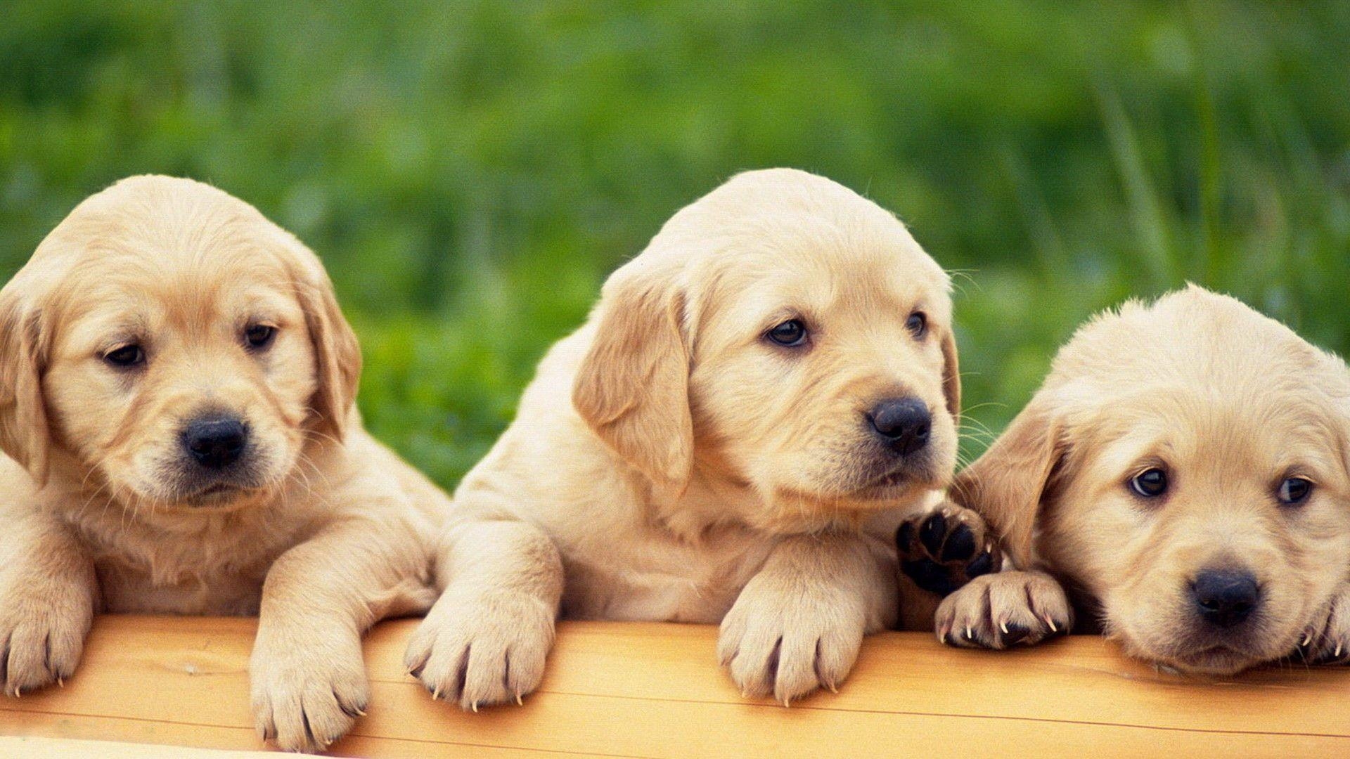 Dog Names For All Breeds And Genders One Source Pets Dog Names For All Breeds And Genders One Source Pets