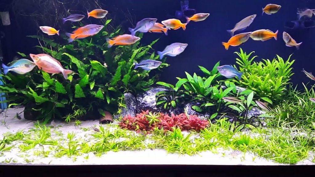 Best Fish Tanks For You and Your Fish ⋆ One Source Pets